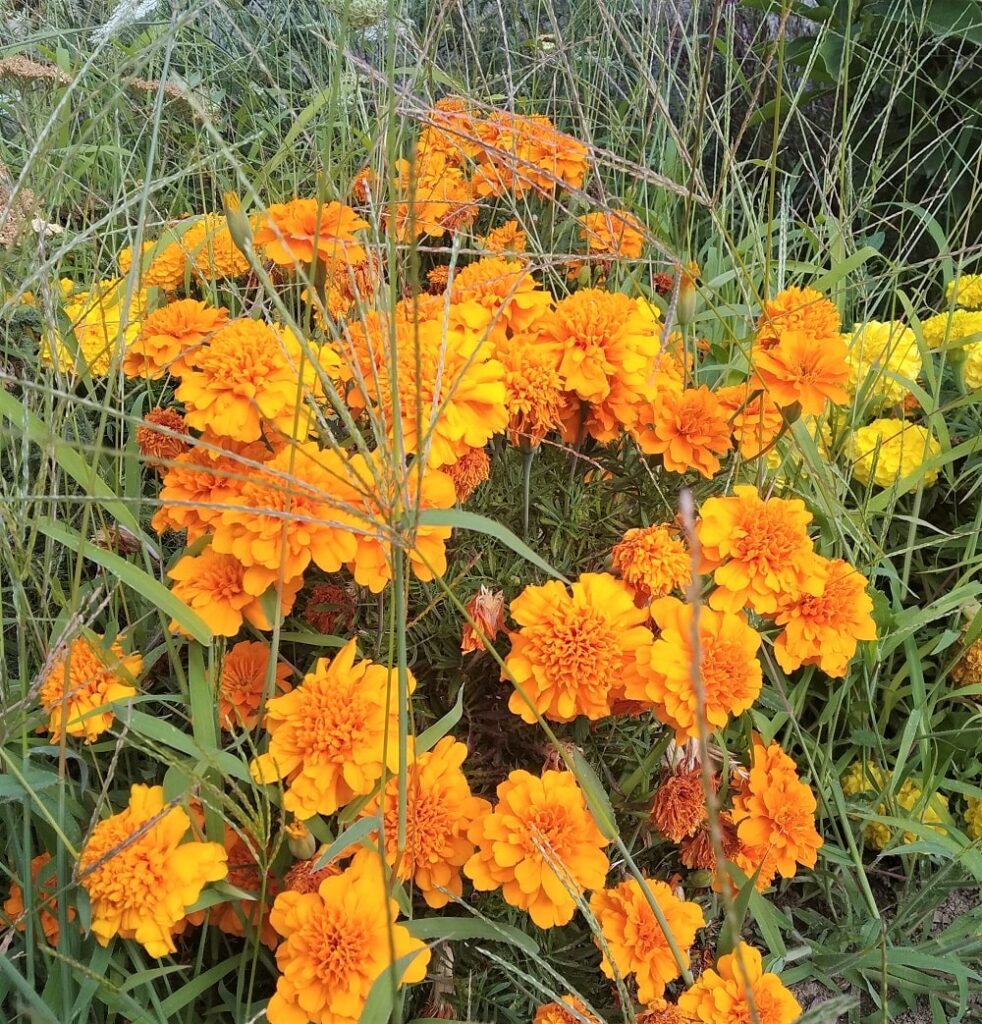 Tagetes: Características, cuidados y variedades (Guía útil)