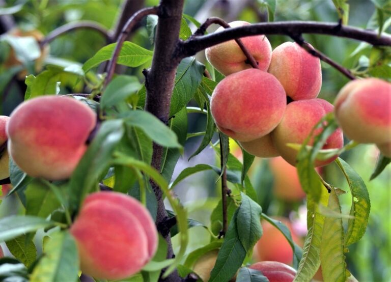 TIPOS de árboles frutales: Listado con ejemplos explicados