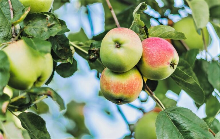 TIPOS de árboles frutales: Listado con ejemplos explicados