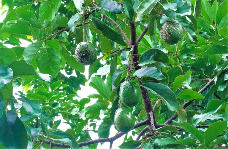 TIPOS de árboles frutales: Listado con ejemplos explicados