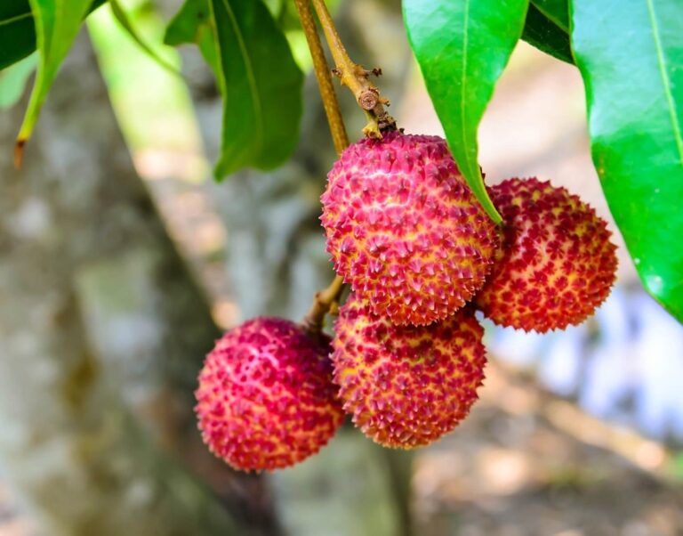 TIPOS de árboles frutales: Listado con ejemplos explicados