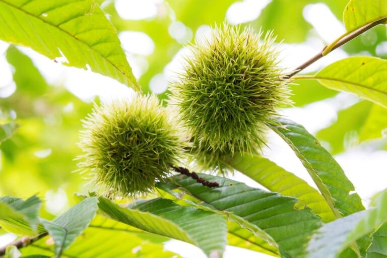 TIPOS de árboles frutales: Listado con ejemplos explicados