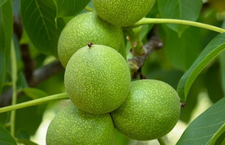 TIPOS de árboles frutales: Listado con ejemplos explicados