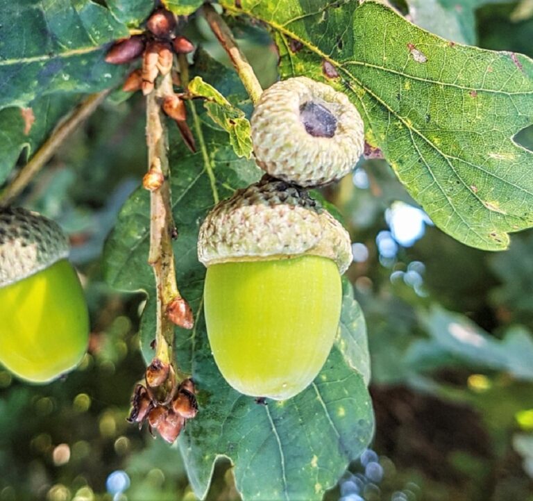 TIPOS de árboles frutales: Listado con ejemplos explicados