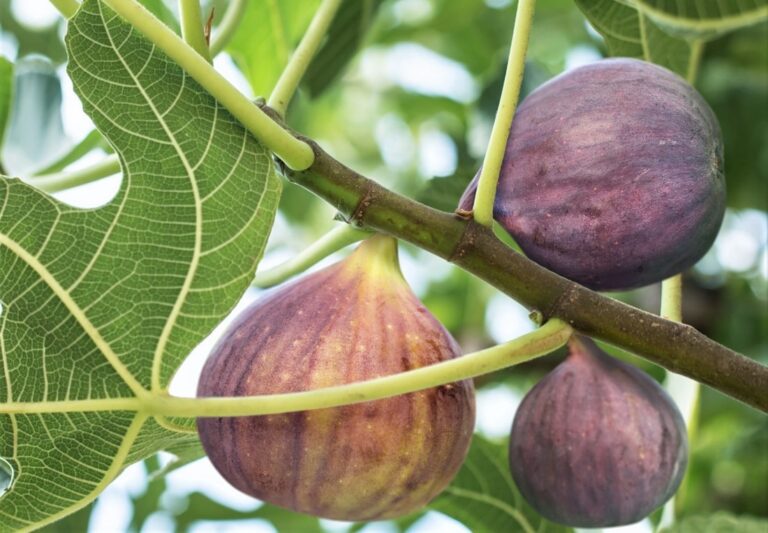 TIPOS de árboles frutales: Listado con ejemplos explicados