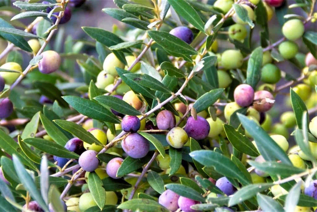 TIPOS de árboles frutales: Listado con ejemplos explicados