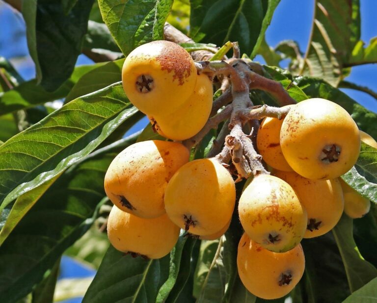 TIPOS de árboles frutales: Listado con ejemplos explicados