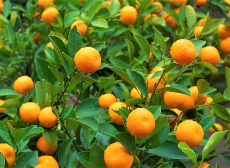 TIPOS de árboles frutales: Listado con ejemplos explicados