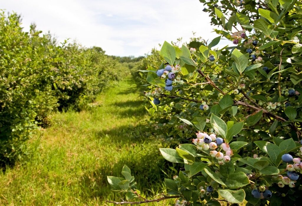 TIPOS de árboles frutales: Listado con ejemplos explicados