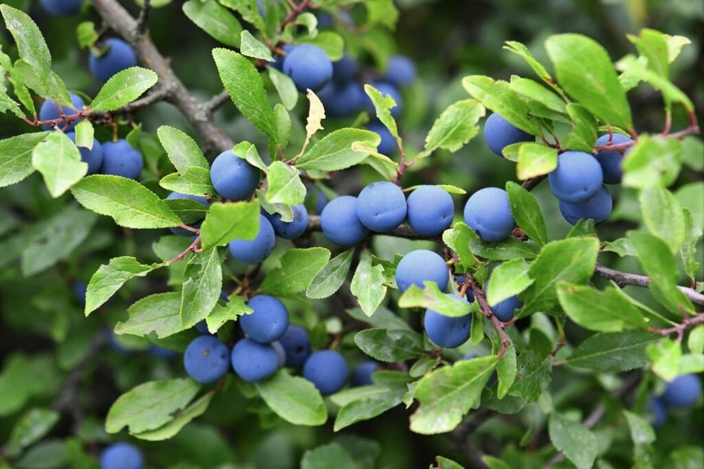 TIPOS de árboles frutales: Listado con ejemplos explicados