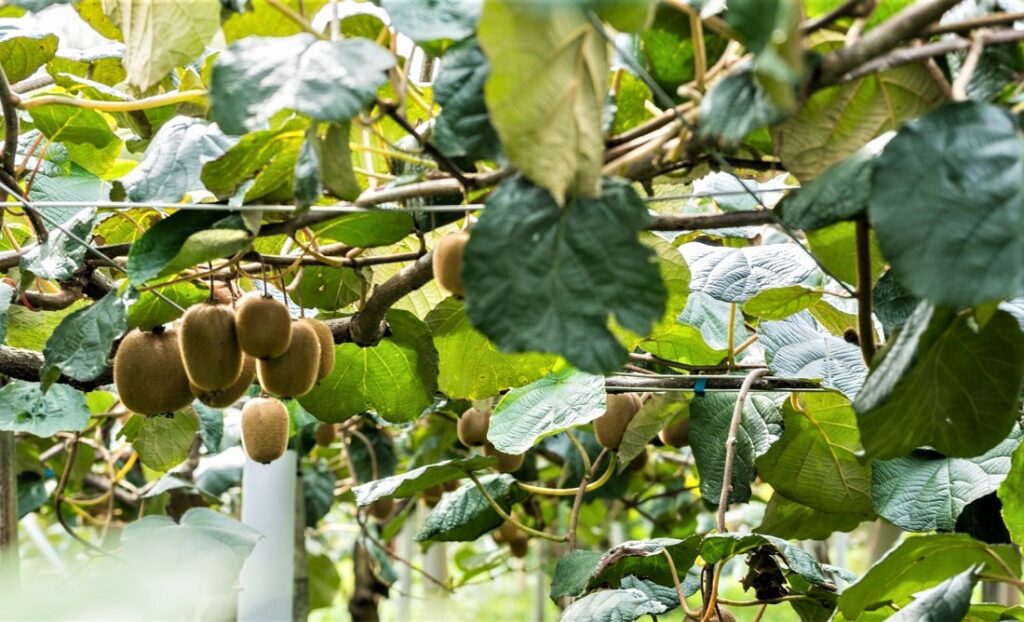 TIPOS de árboles frutales: Listado con ejemplos explicados