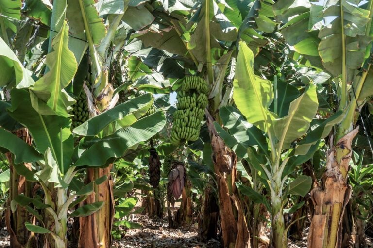 TIPOS de árboles frutales: Listado con ejemplos explicados