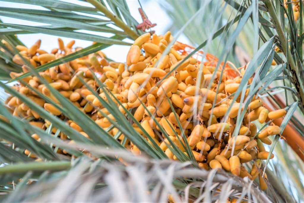 TIPOS de árboles frutales: Listado con ejemplos explicados