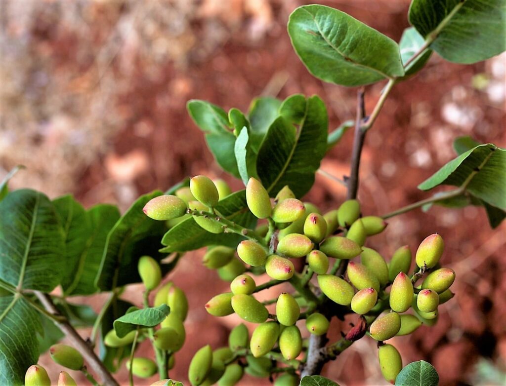 TIPOS de árboles frutales: Listado con ejemplos explicados