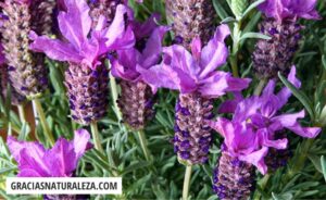 Los 12 tipos de LAVANDA - Nombres, Fotos y Características