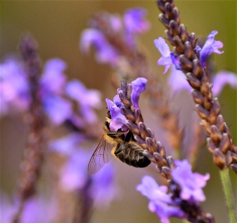Los 12 tipos de LAVANDA - Nombres, Fotos y Características
