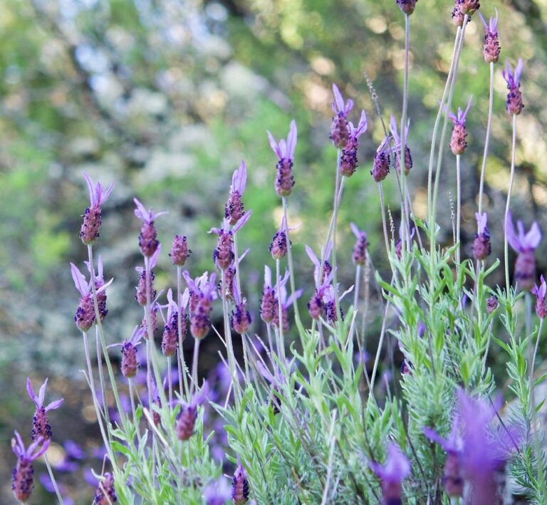 Los 12 tipos de LAVANDA - Nombres, Fotos y Características