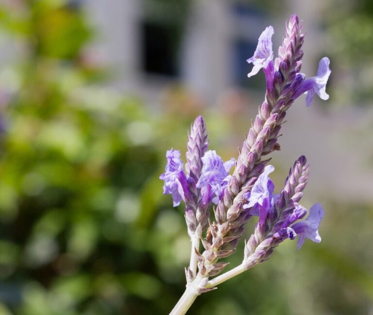 Los 12 tipos de LAVANDA - Nombres, Fotos y Características