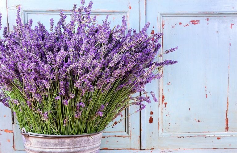 Lavanda: Propiedades, Cuidados y Características (Guía útil)