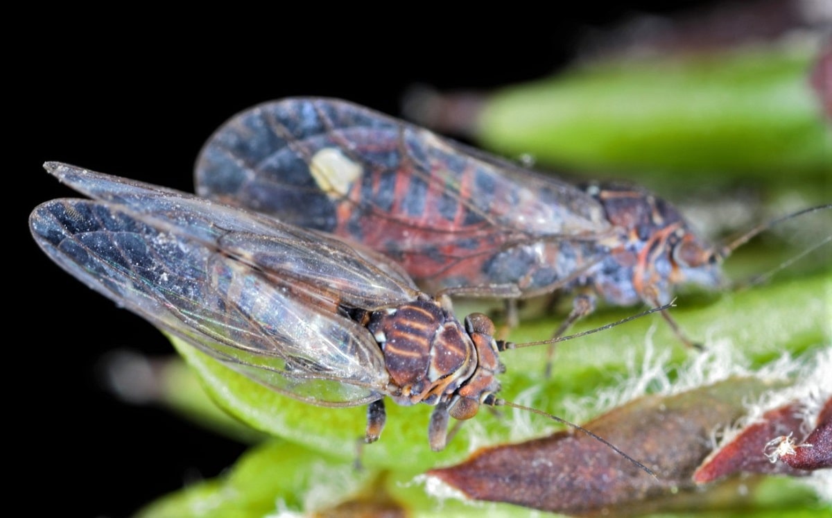 Psila del peral: ¿Qué es y cómo acabar con ella? Guía útil