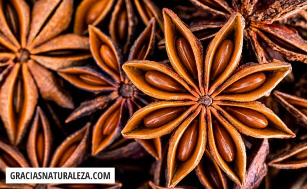 Anís: Propiedades, Usos y Contraindicaciones importantes