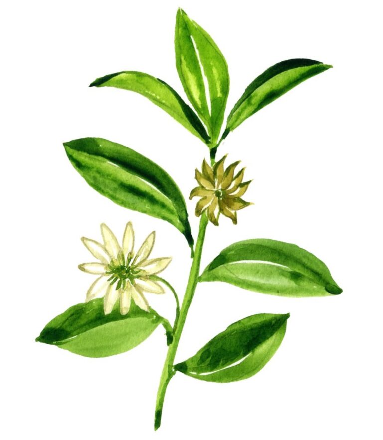 Anís: Propiedades, Usos y Contraindicaciones importantes