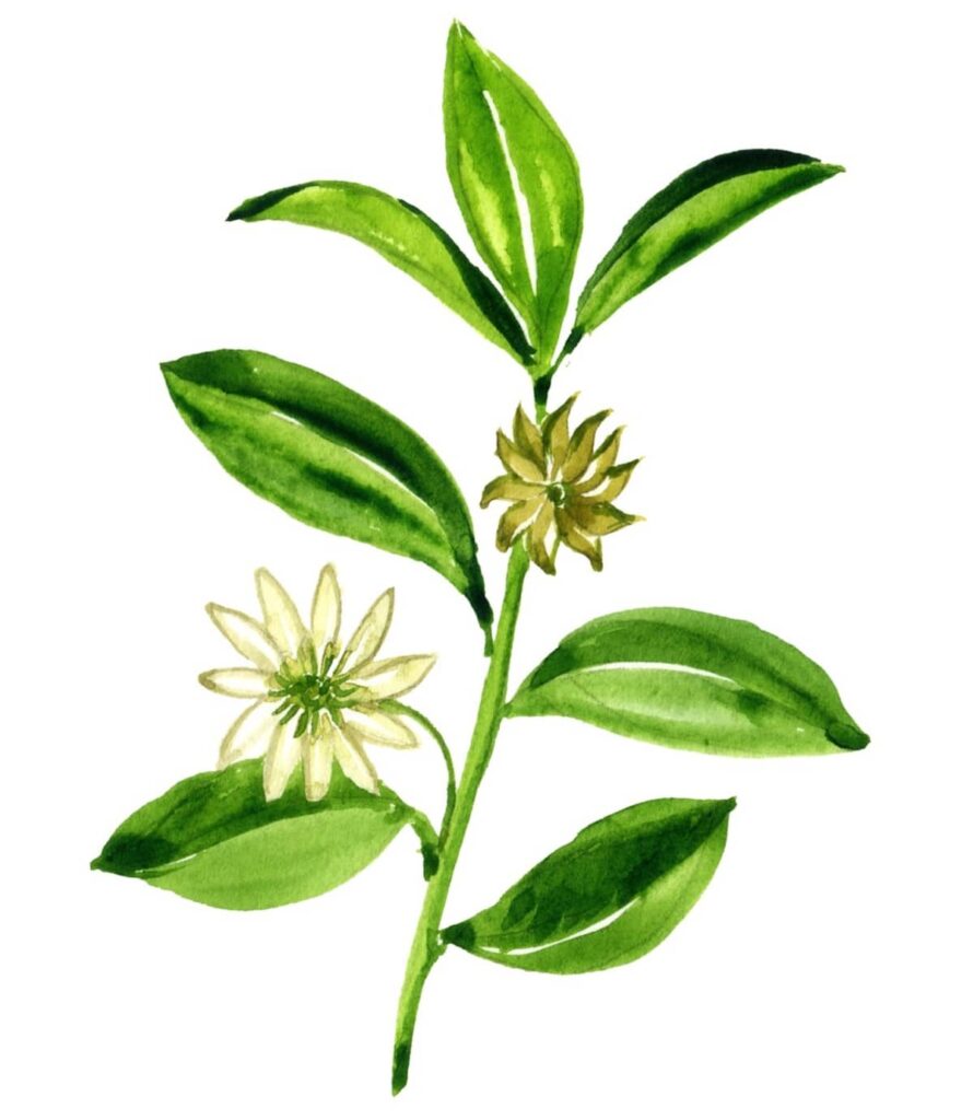 Anís: Propiedades, Usos y Contraindicaciones importantes