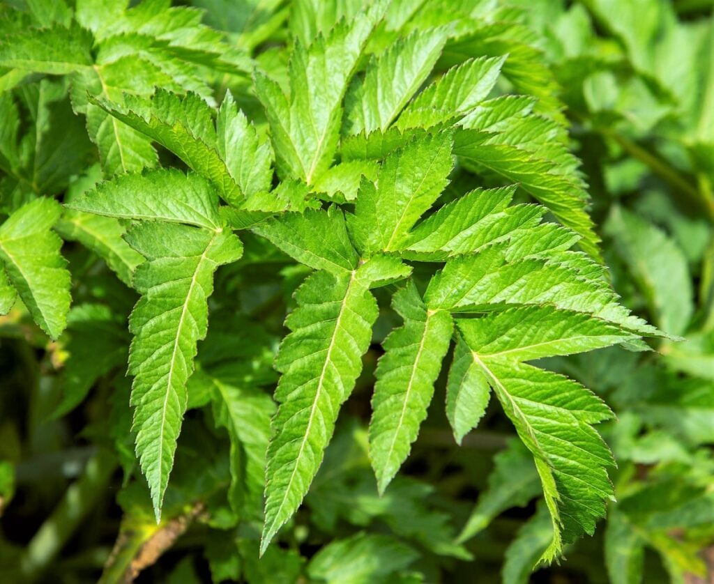 ARRACACHA - Características, Beneficios y Cultivo