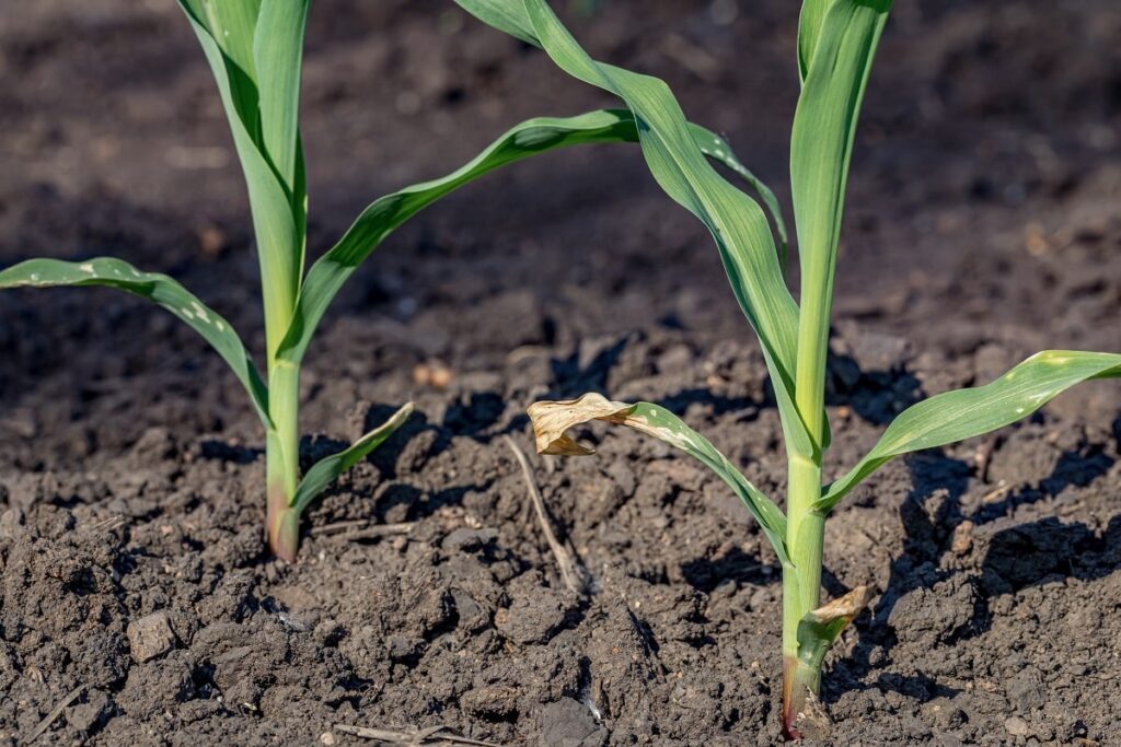 Azufre para Plantas: Funciones, Toxicidad y Cómo usarlo bien