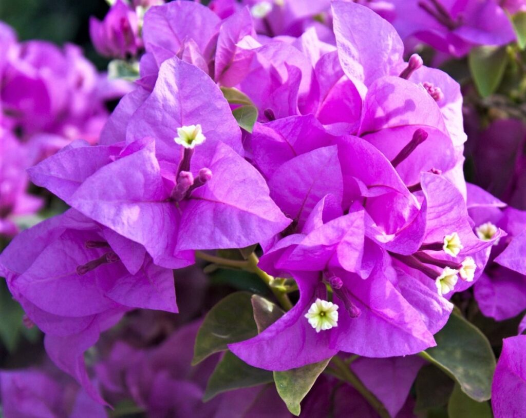 Buganvilla o Bugambilia: ¿Es o no es la misma planta?