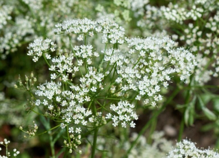 Anís: Propiedades, Usos y Contraindicaciones importantes