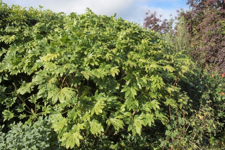 Fatsia japonica (aralia): Cuidados de este precioso arbusto