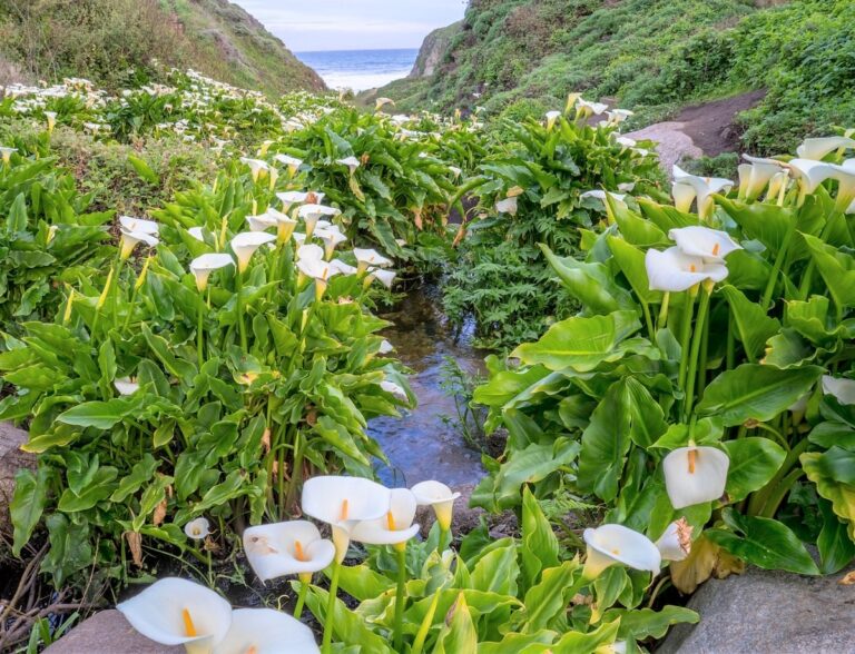 Flores de AGUA preciosas: nombres, características y fotos
