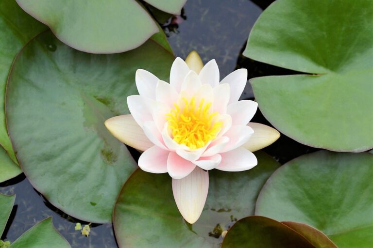 Flores de AGUA preciosas: nombres, características y fotos