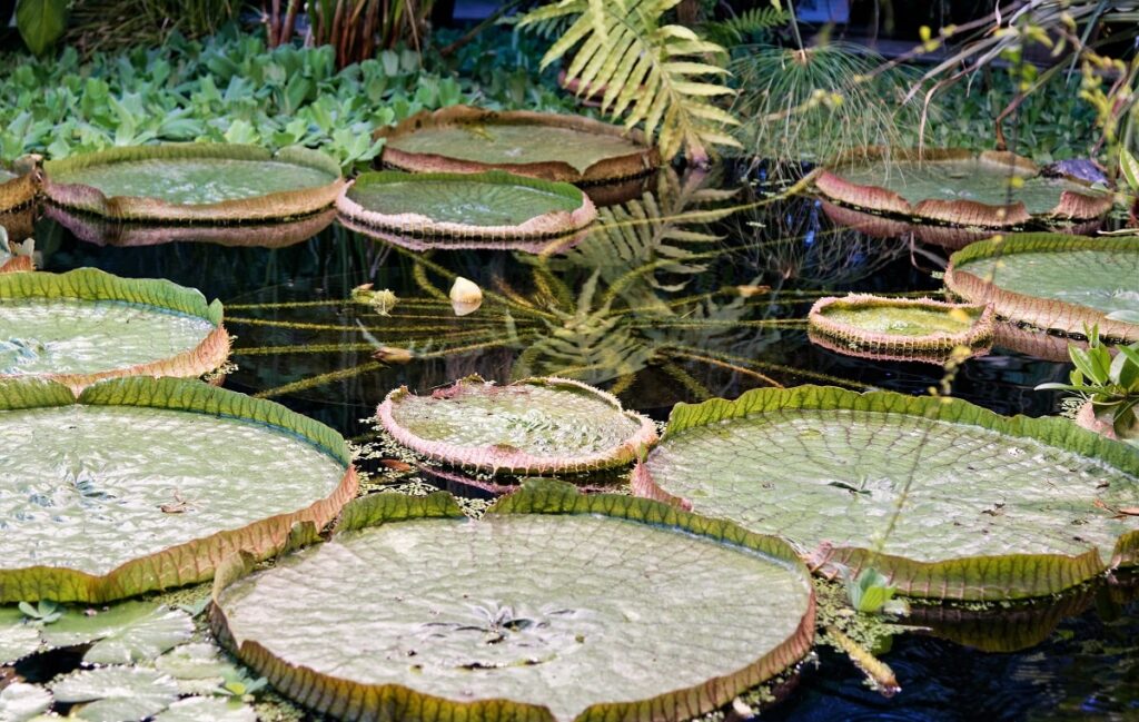 Flores de AGUA preciosas: nombres, características y fotos