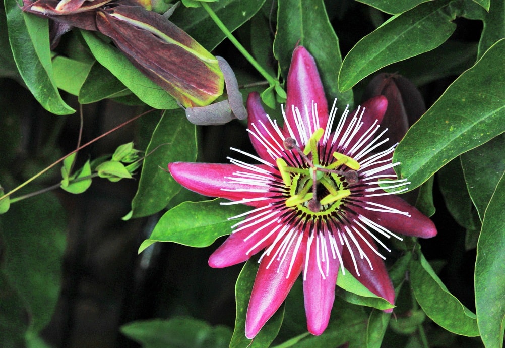 Flores híbridas: Qué son y Lista de 7 ejemplos (con fotos)