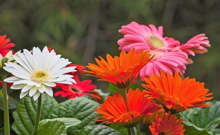 Flores híbridas: Qué son y Lista de 7 ejemplos (con fotos)