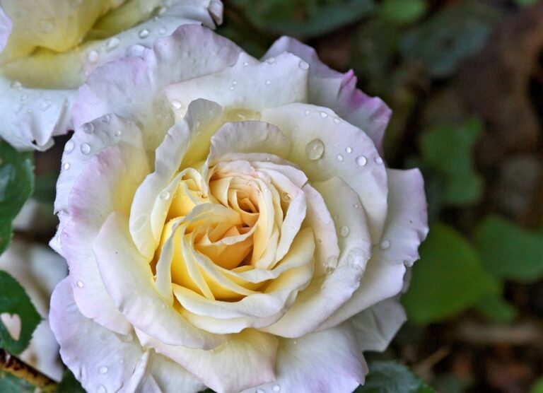 Flores híbridas: Qué son y Lista de 7 ejemplos (con fotos)