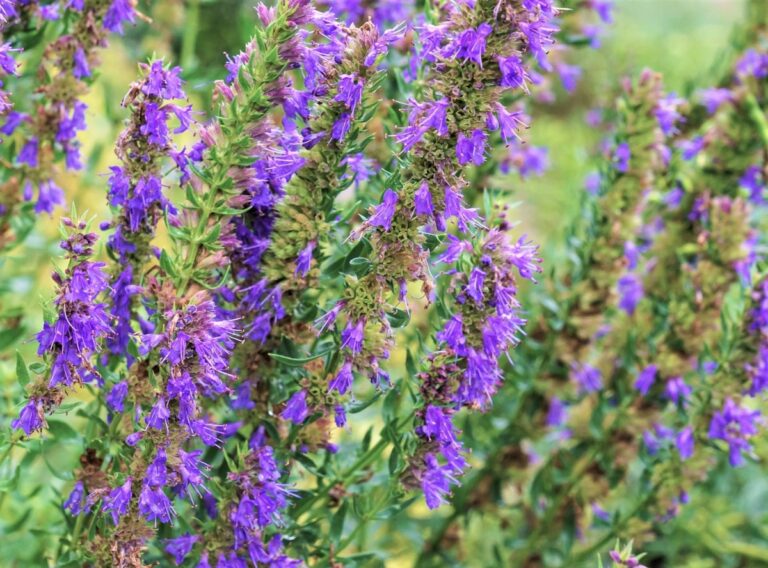 HISOPO - Propiedades, Contraindicaciones y Cultivo sencillo