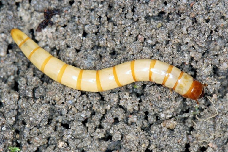 Gusano Alambre: ¿Qué es y Cómo acabar con esta plaga?