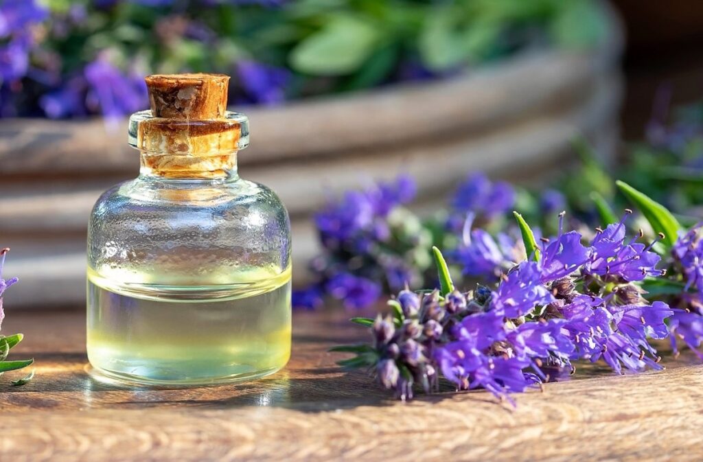 HISOPO - Propiedades, Contraindicaciones y Cultivo sencillo