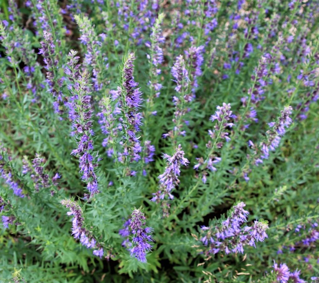 HISOPO - Propiedades, Contraindicaciones y Cultivo sencillo