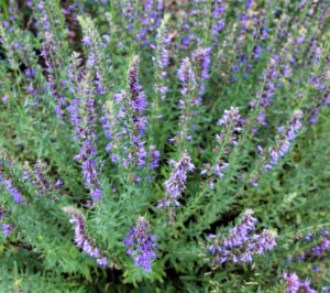 HISOPO - Propiedades, Contraindicaciones y Cultivo sencillo