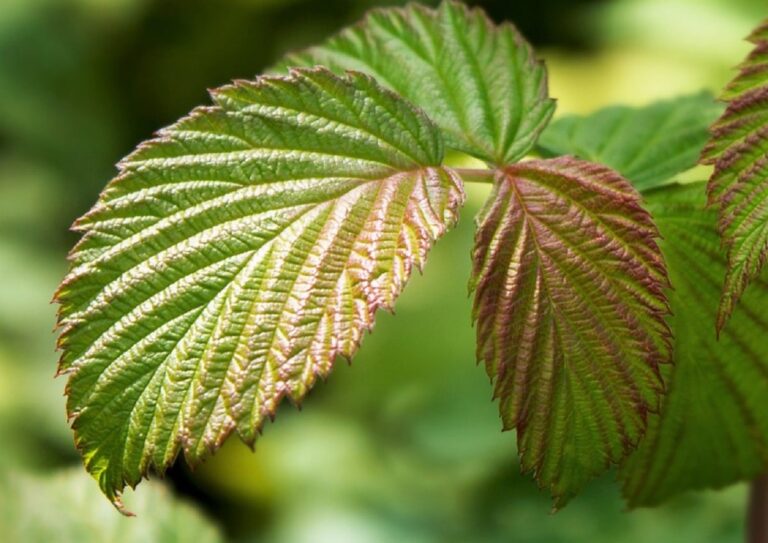 Los 13 NUTRIENTES que las plantas necesitan para vivir