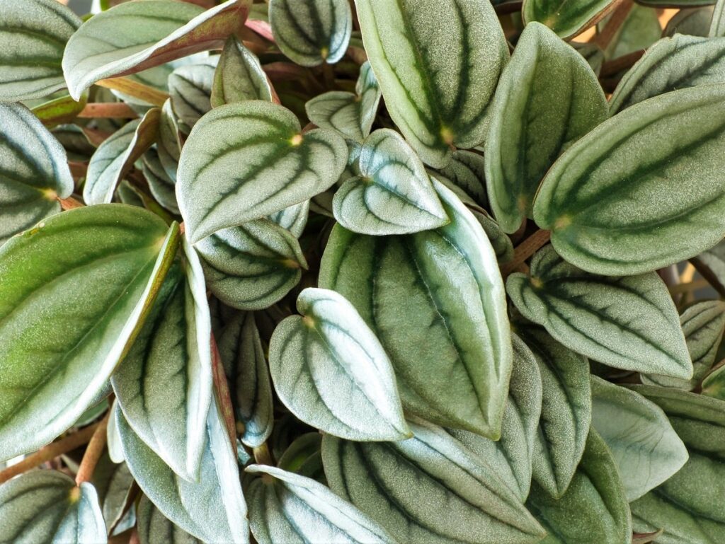 Peperomia - Tipos y Cuidados (Guía fácil y completa)