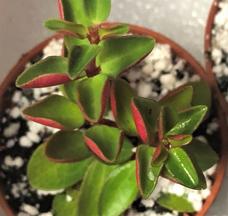 Peperomia - Tipos y Cuidados (Guía fácil y completa)