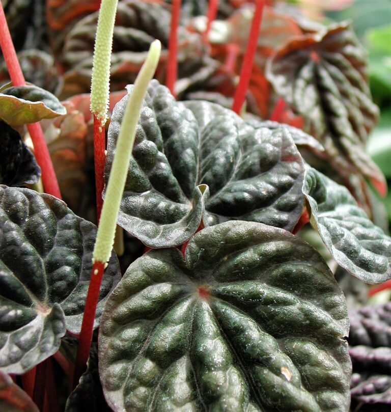 Peperomia - Tipos y Cuidados (Guía fácil y completa)