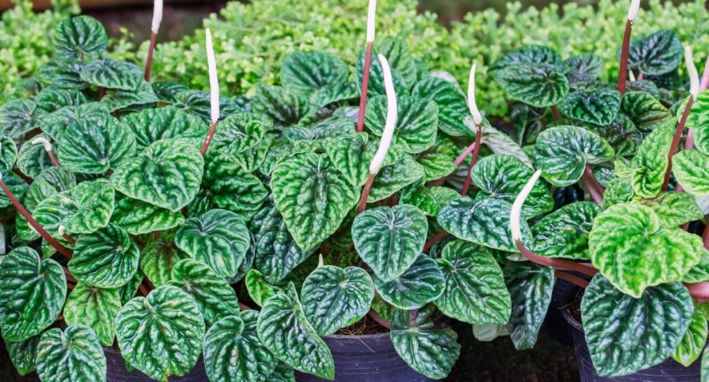 Peperomia - Tipos y Cuidados (Guía fácil y completa)