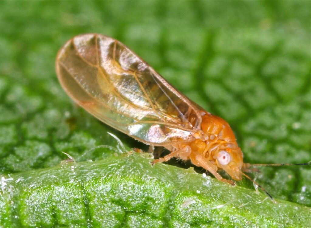 Psila del peral: ¿Qué es y cómo acabar con ella? Guía útil