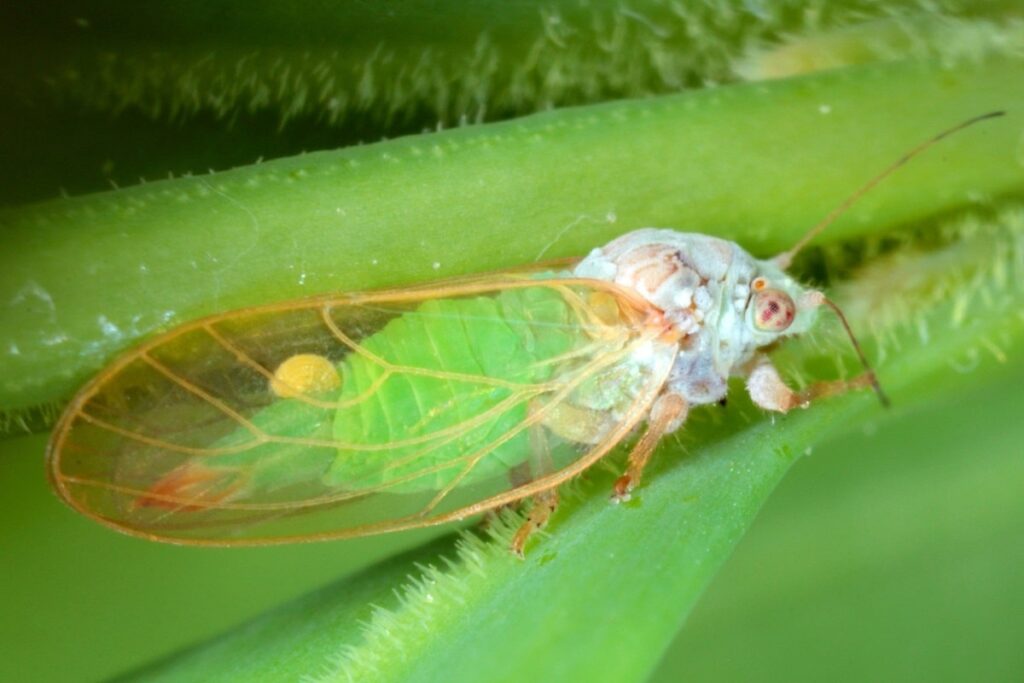 Psila del peral: ¿Qué es y cómo acabar con ella? Guía útil